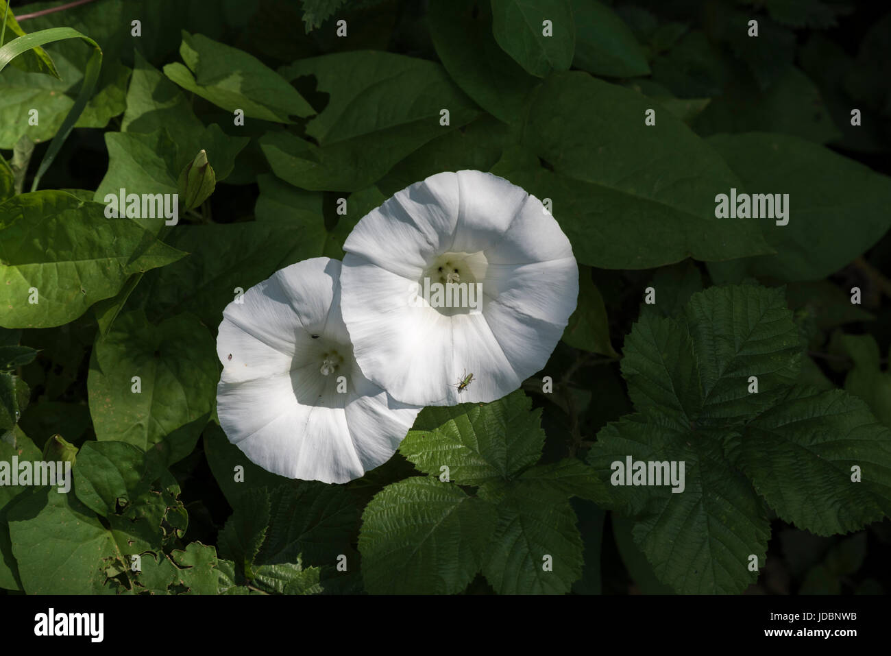 Flowers of Hedge bindweed Stock Photo - Alamy