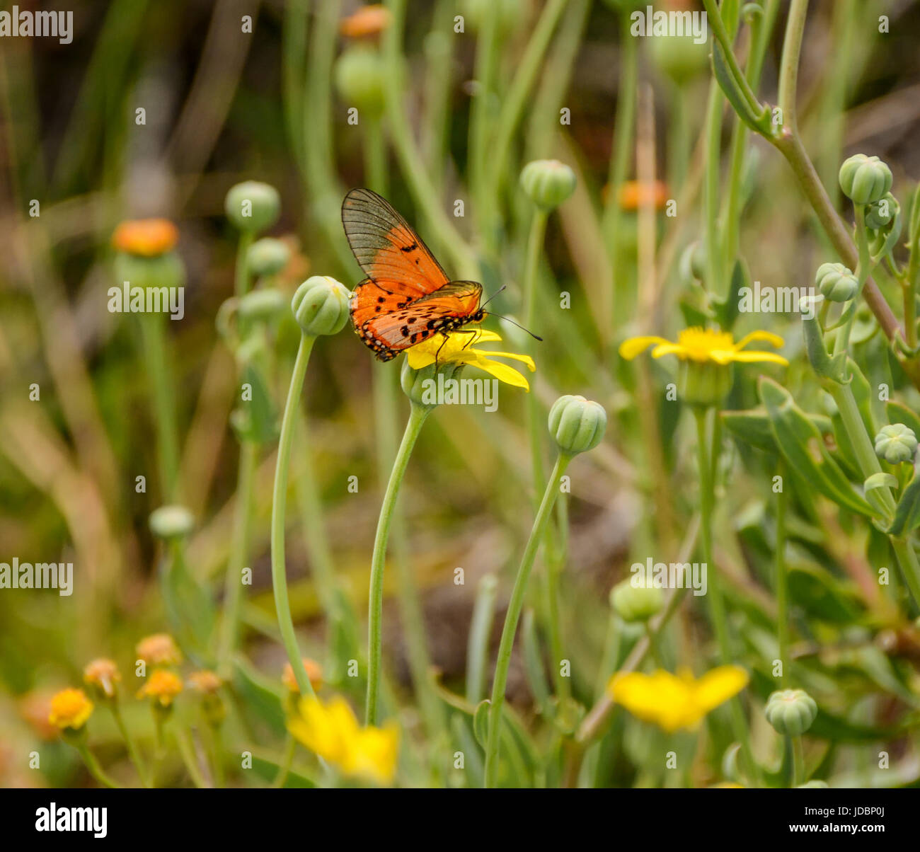 An Acraea Butterfly in a flower meadow in Southern Africa Stock Photo ...