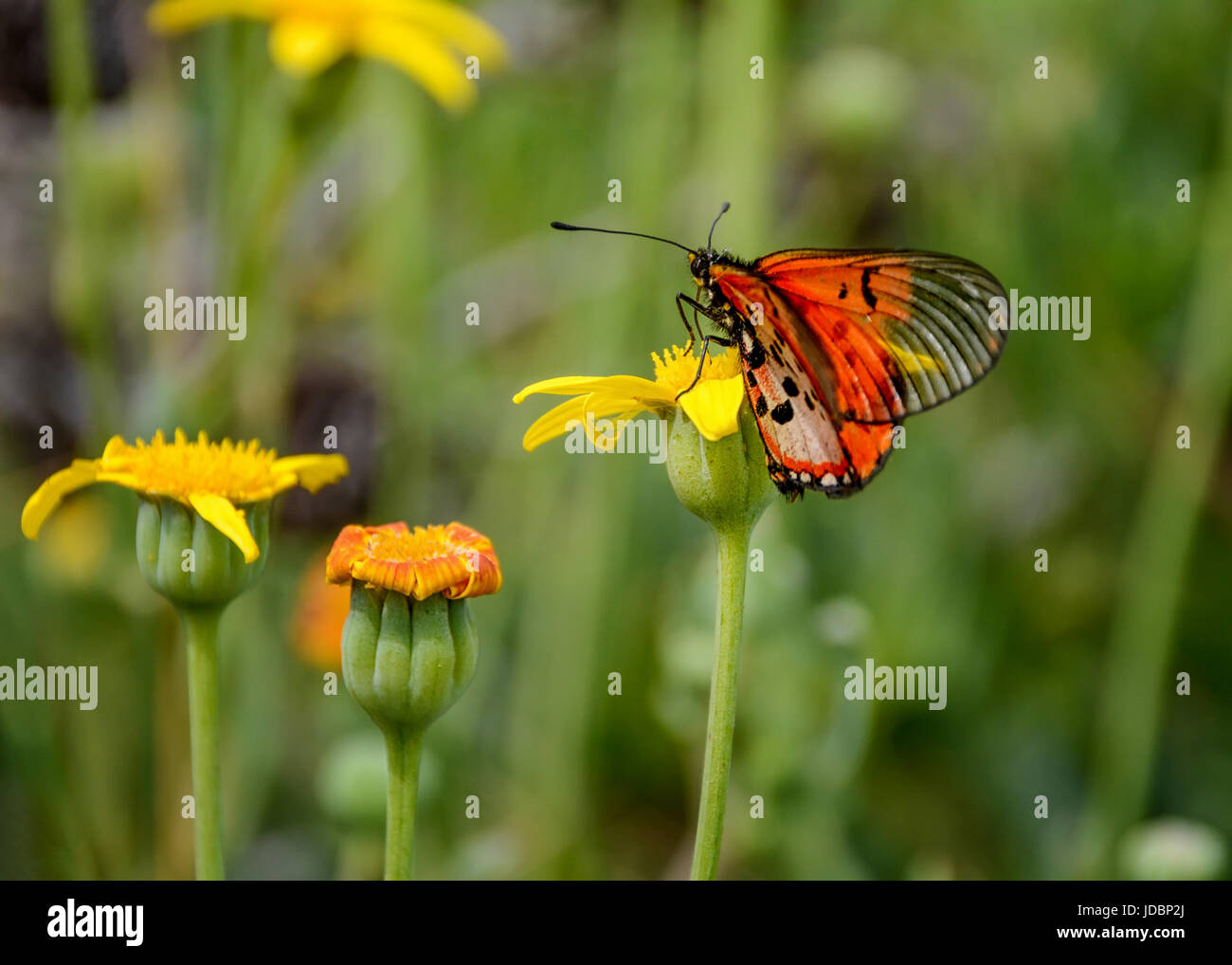 An Acraea Butterfly in a flower meadow in Southern Africa Stock Photo ...
