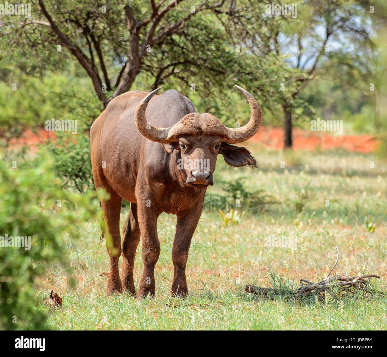 African Buffalo in Southern African savanna Stock Photo - Alamy