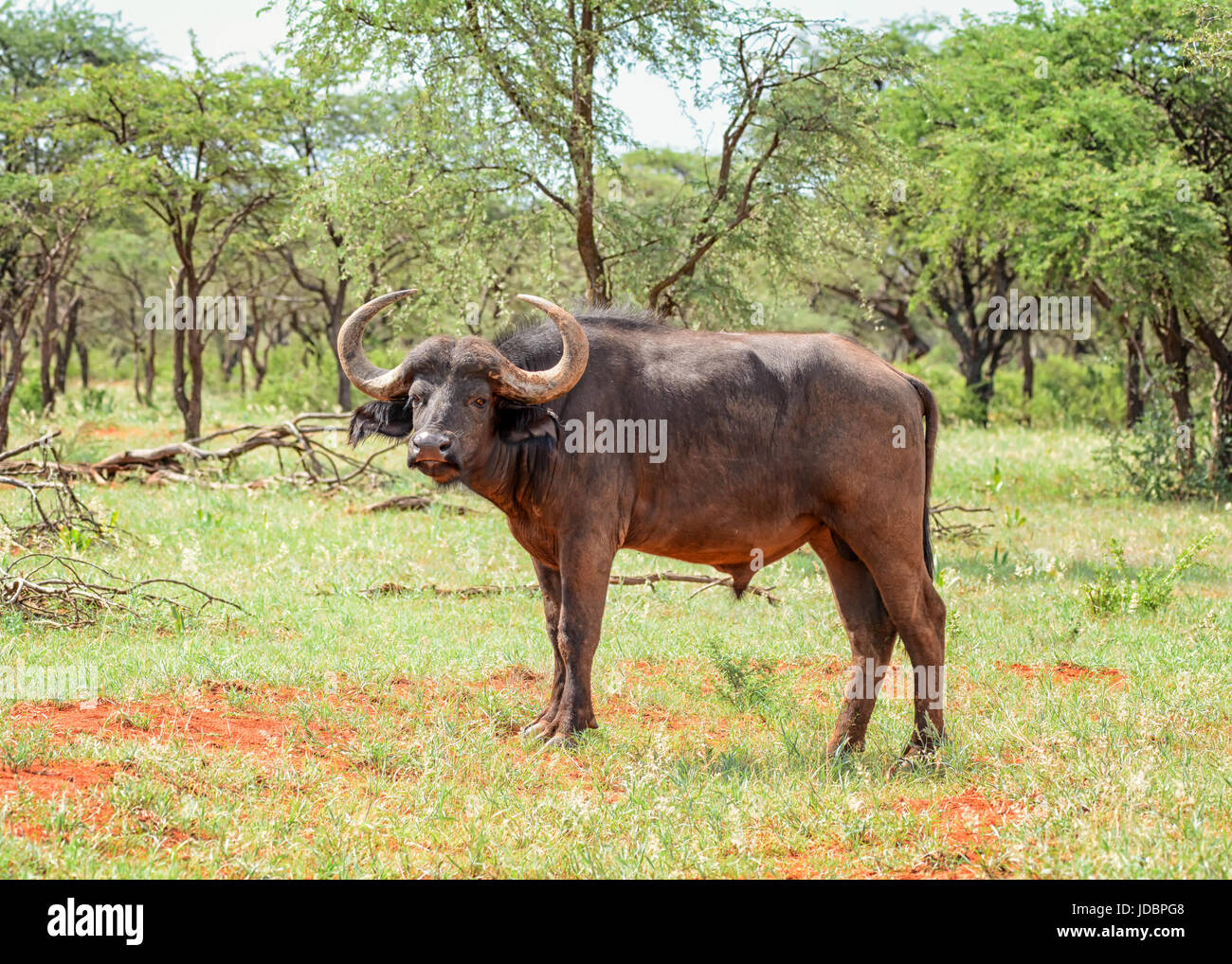 African Buffalo in Southern African savanna Stock Photo - Alamy