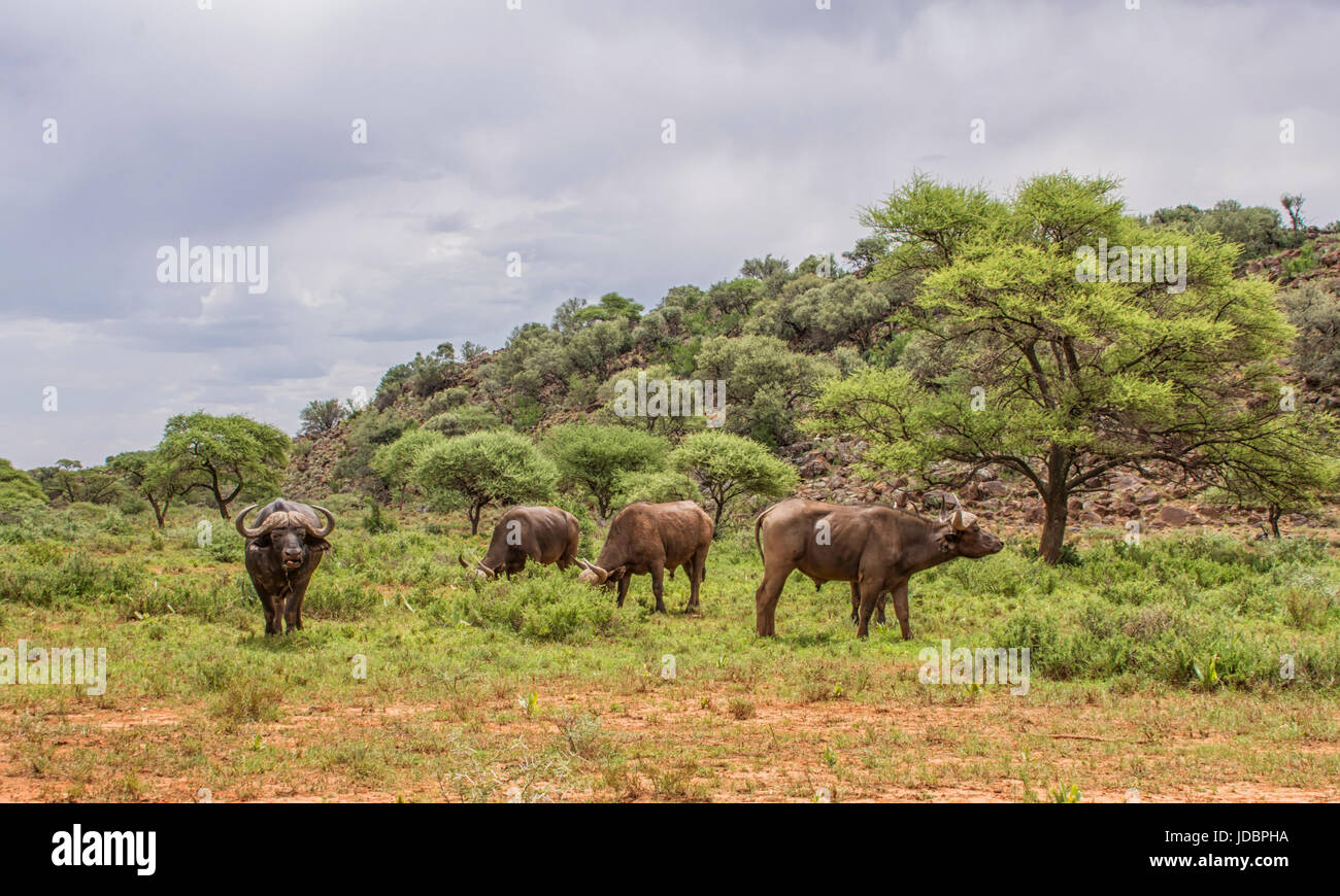 African Buffalo in Southern African savanna Stock Photo - Alamy