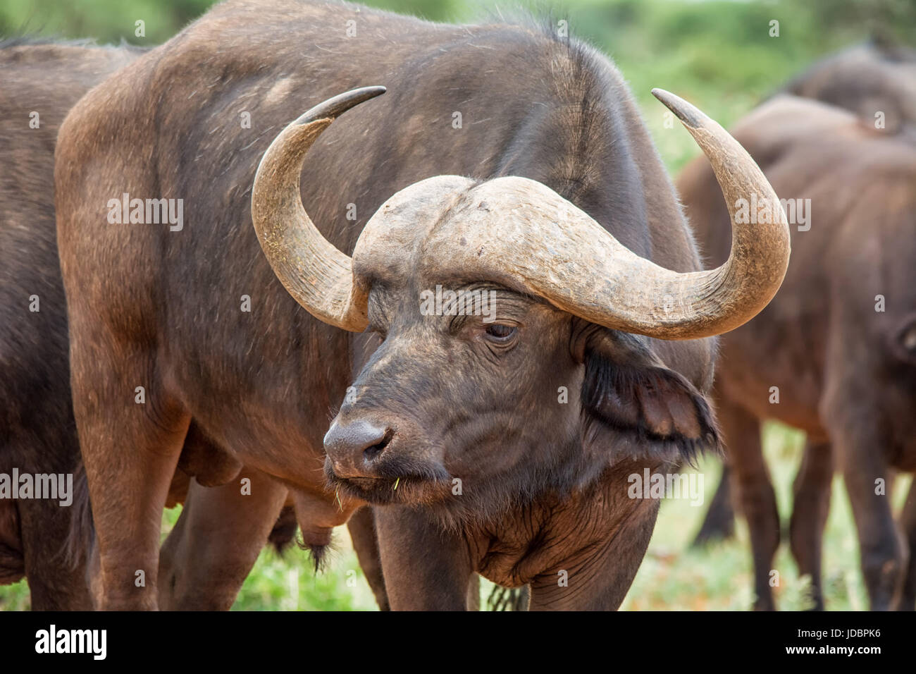 African Water Buffalo Stock Photos & African Water Buffalo Stock Images ...