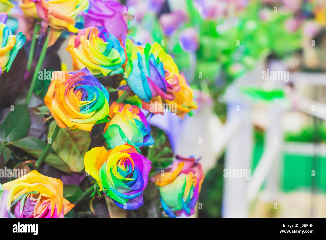 Real Rainbow Rose Garden