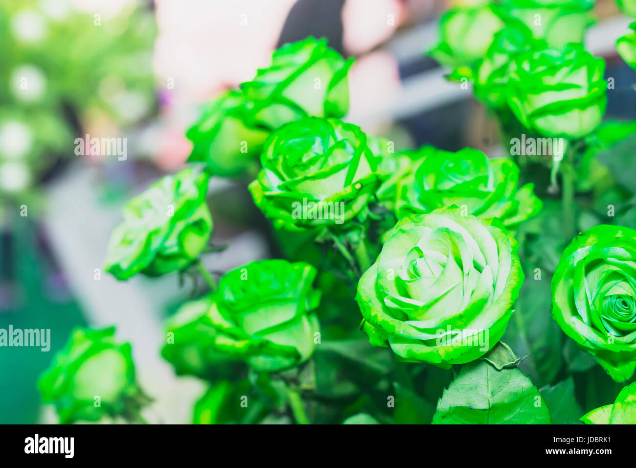 beautiful green rose flowers bright and colorful Stock Photo - Alamy