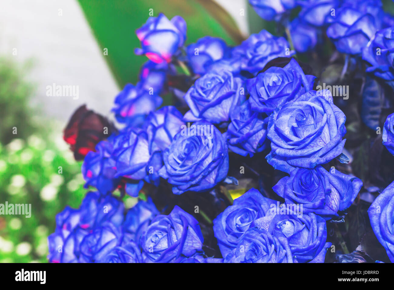 beautifu blue rose flower bright and colorful Stock Photo - Alamy