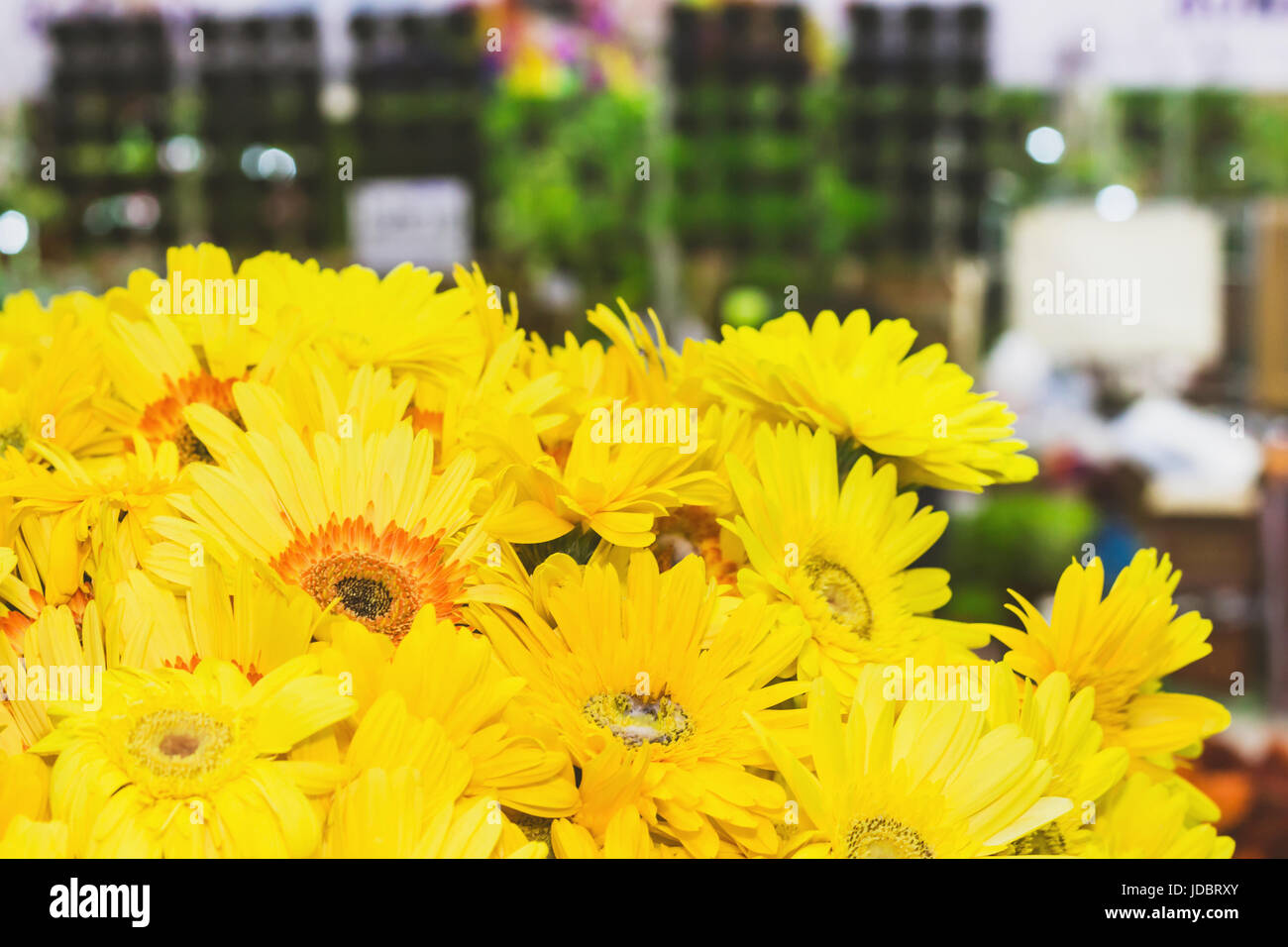 beautiful group of yellow flowers bright and colorful Stock Photo - Alamy