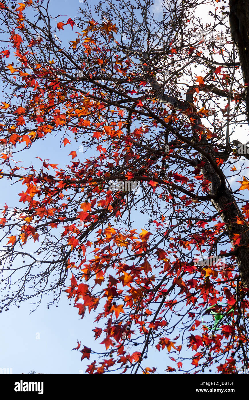 Red and Orange Autumn coloured leaves with blue sky background Stock ...