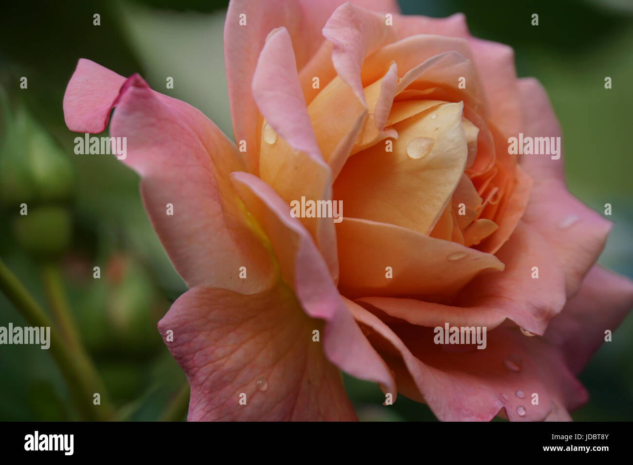 Salmon colored roses hi-res stock photography and images - Alamy