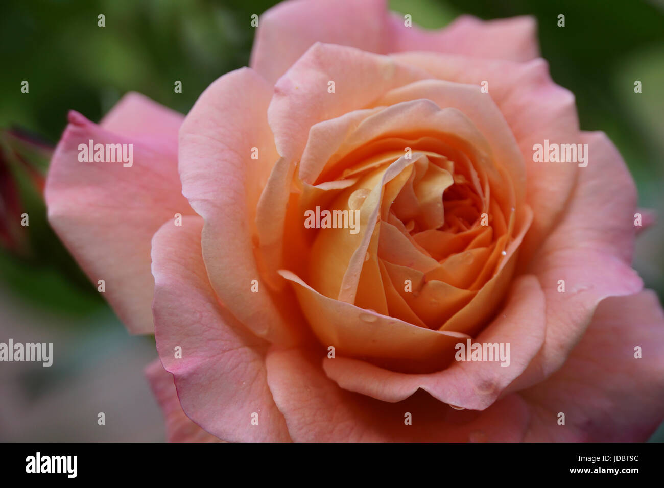 Salmon color rose hi-res stock photography and images - Alamy