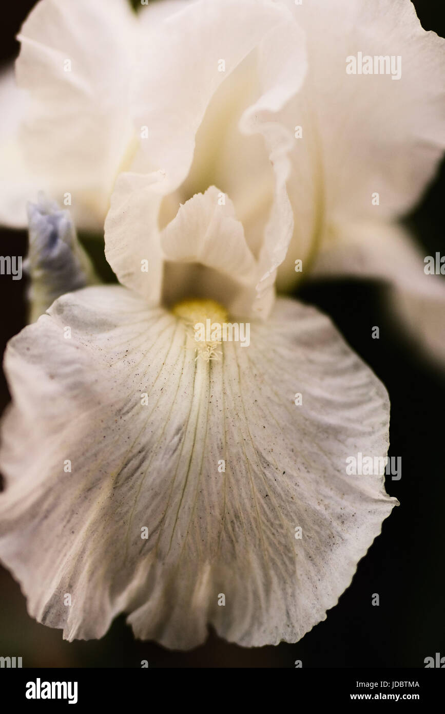 Desert iris hi-res stock photography and images - Alamy
