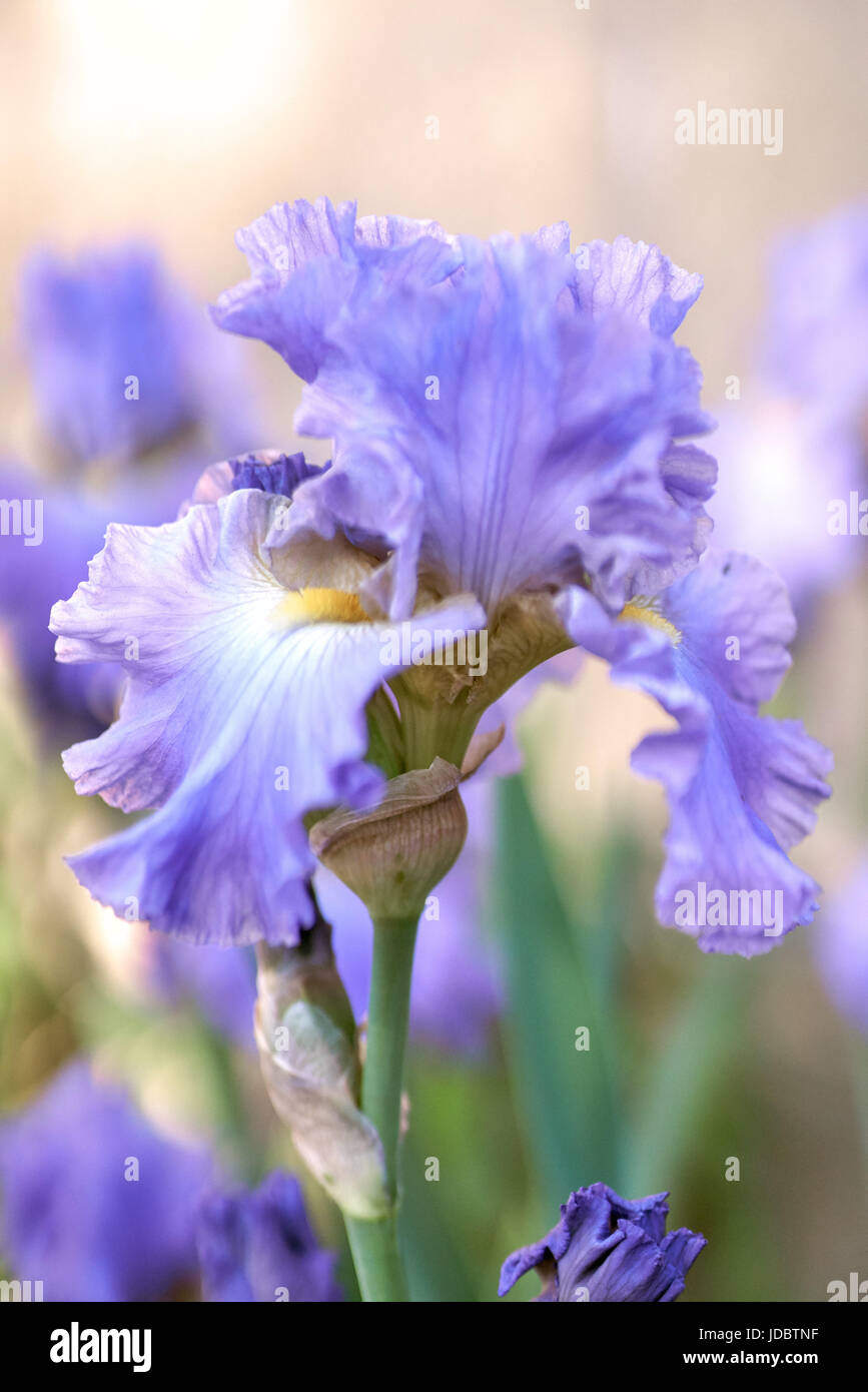 Desert iris hi-res stock photography and images - Alamy