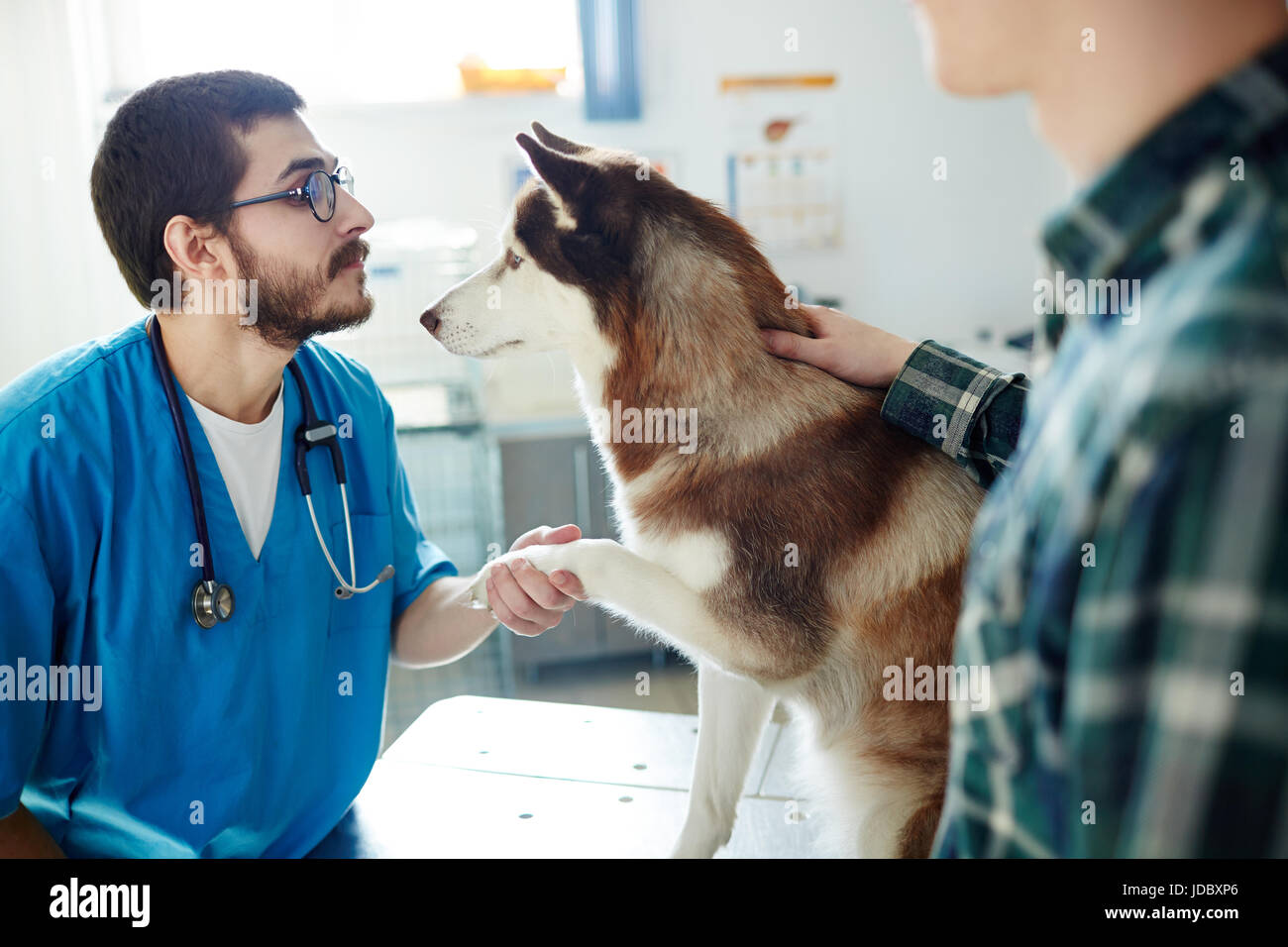 Shaking paw of husky Stock Photo - Alamy