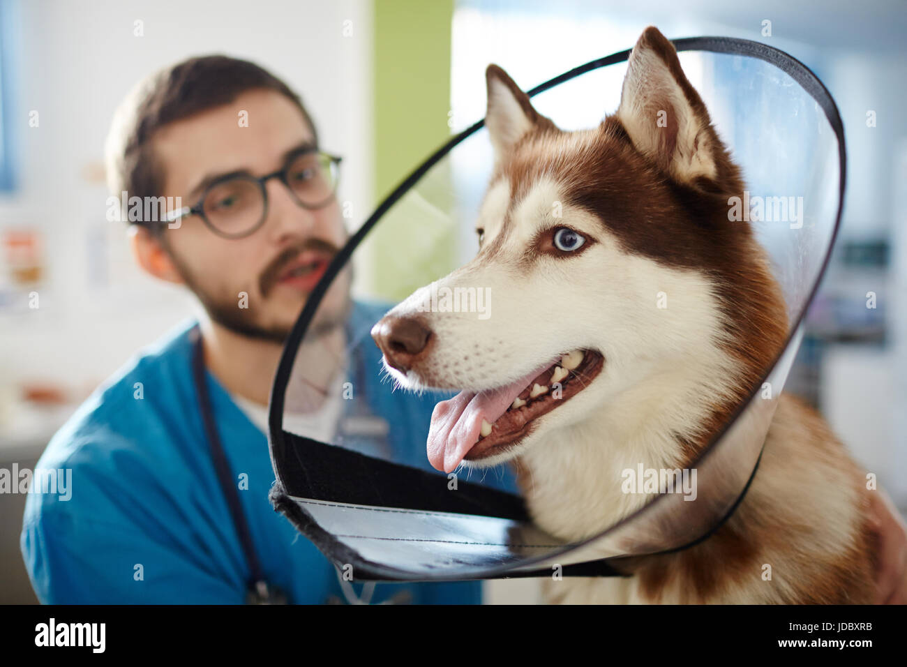 Dog with funnel Stock Photo - Alamy