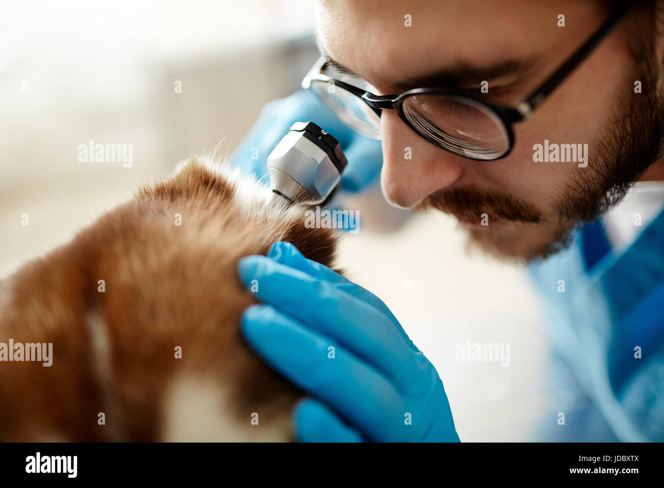 Check dog ear hi-res stock photography and images - Alamy
