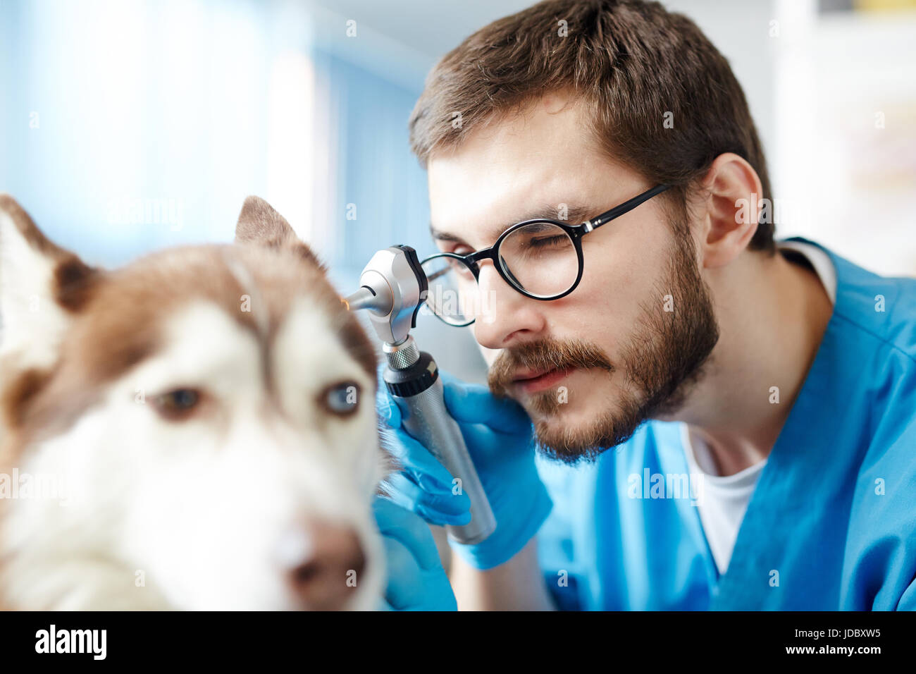 Doctor veterinarian examining ear hi-res stock photography and images ...