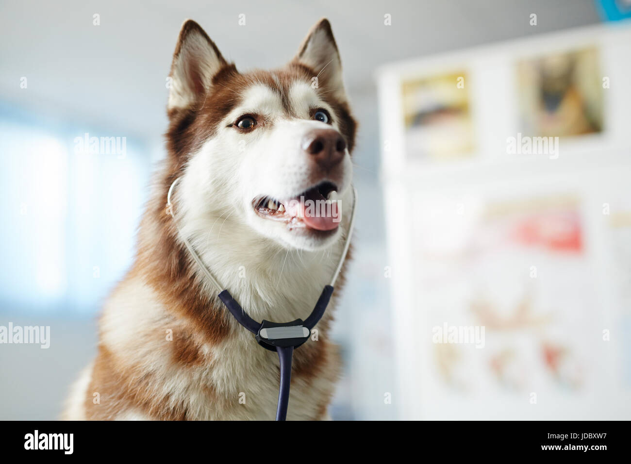 Sick dog breed hi-res stock photography and images - Alamy