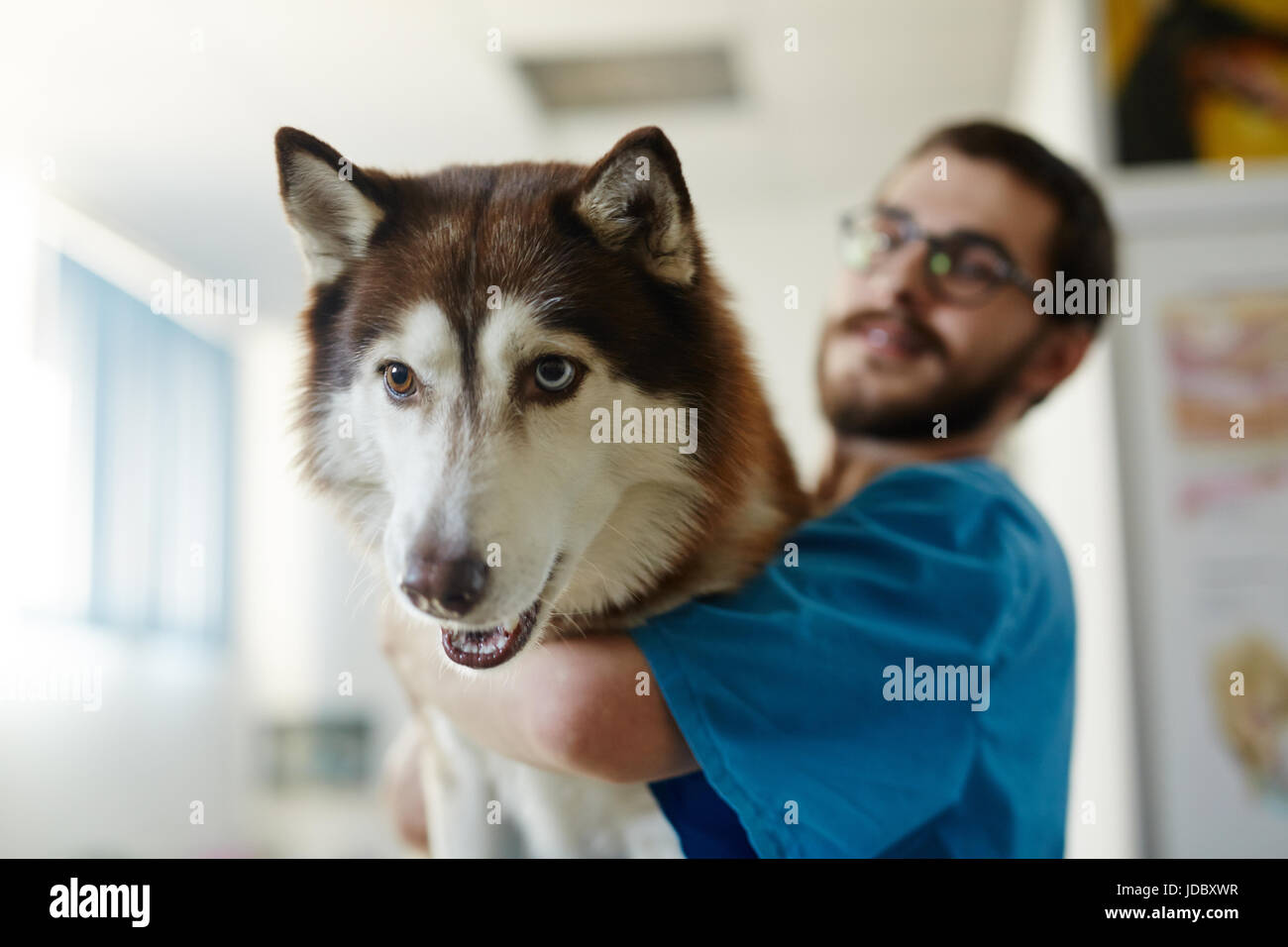 Healthy dog hi-res stock photography and images - Alamy