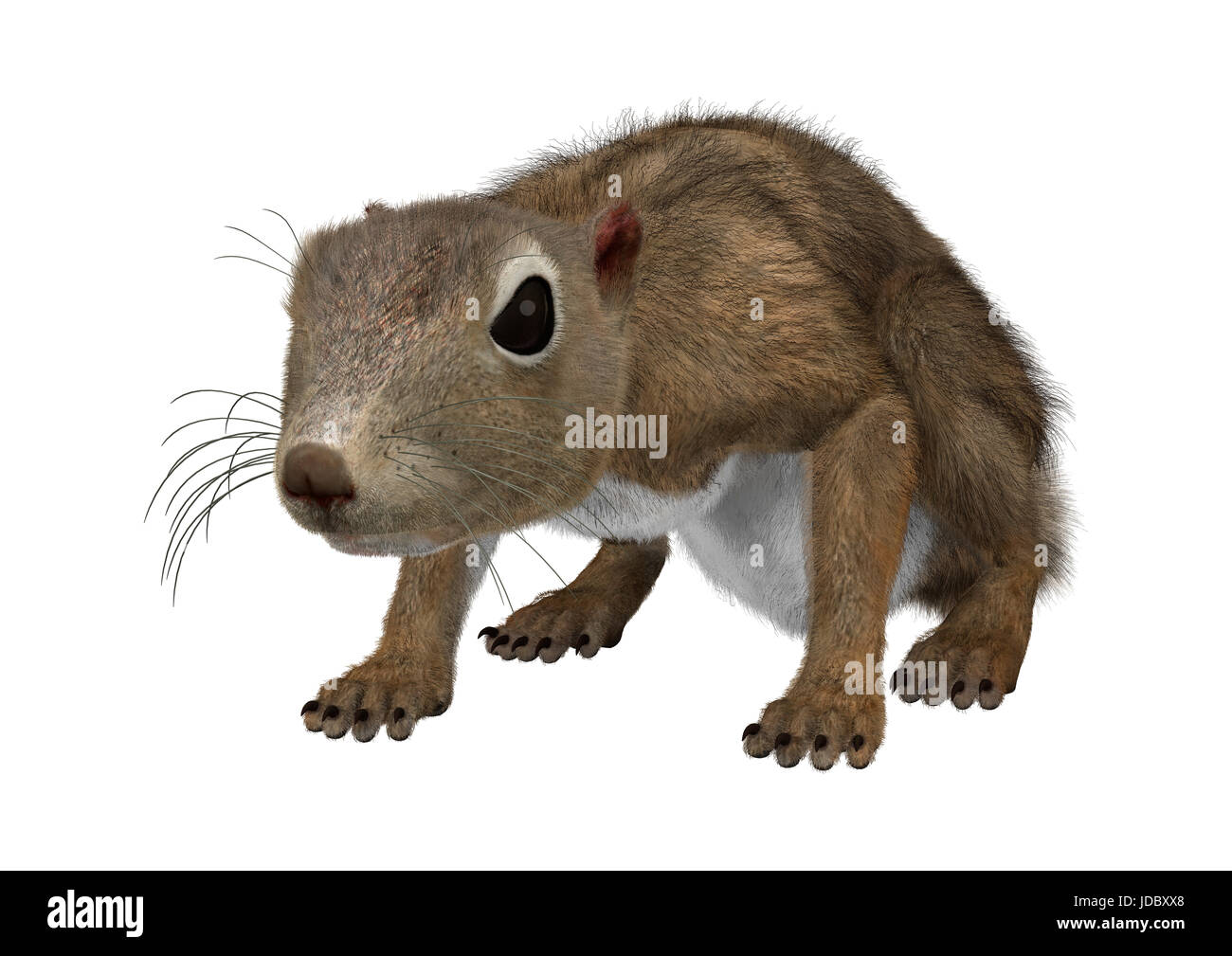 3D rendering of a Gambian sun squirrel isolated on white background ...