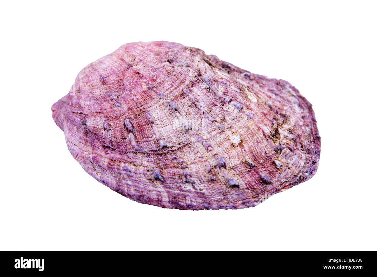 Violet sea shell hi-res stock photography and images - Alamy