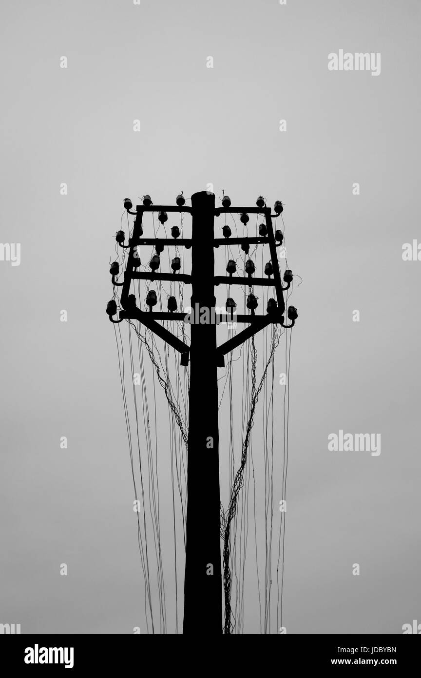 Electricity pole, Telephone pole, Pole, Pillar Stock Photo - Alamy