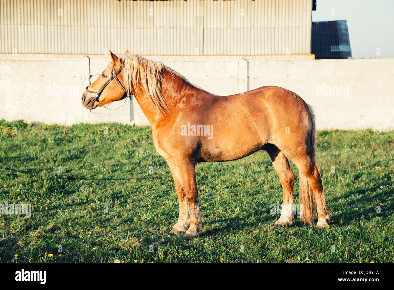 A red horse with a bright mane stands on the green grass in the evening ...