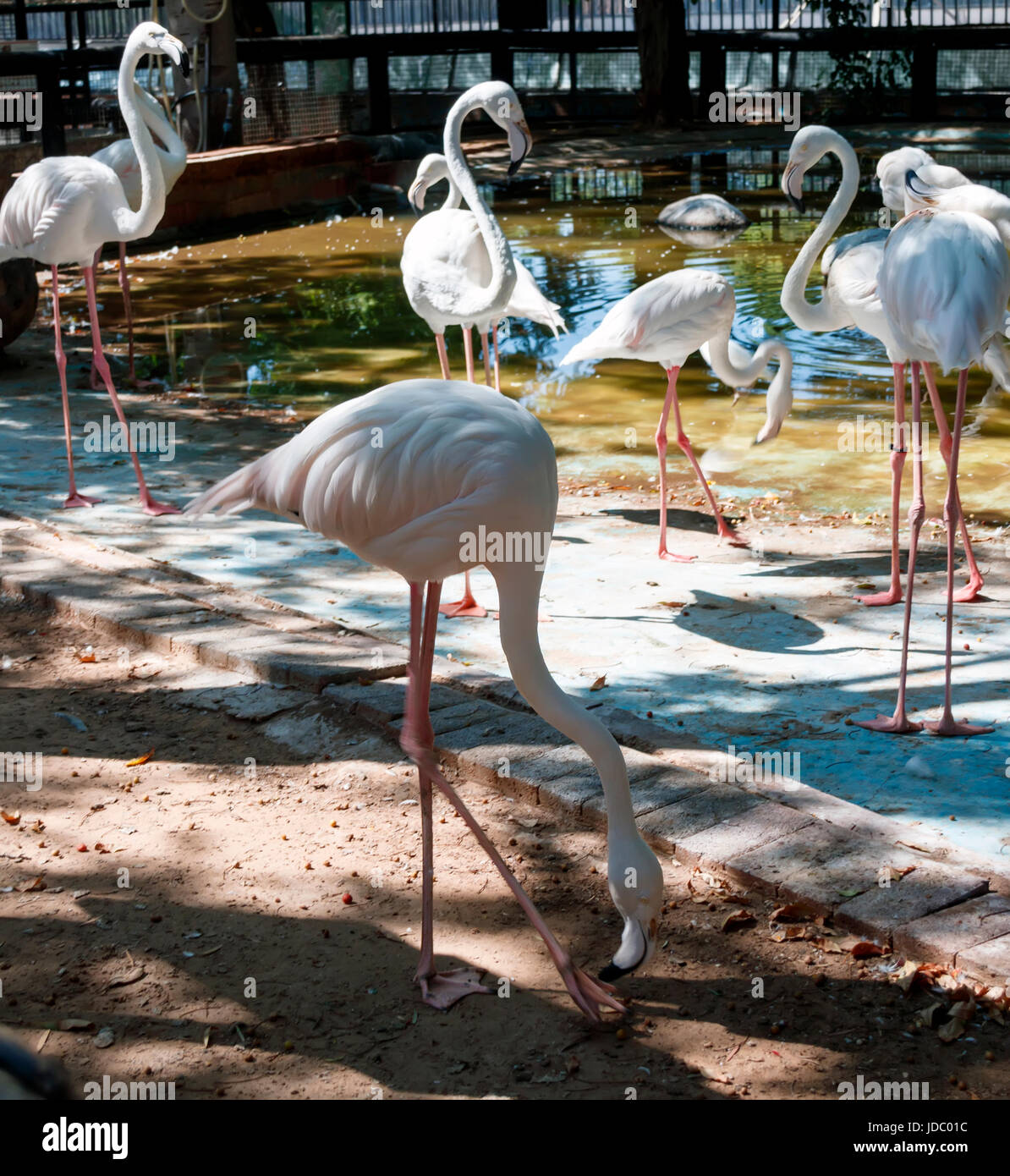 Big and beautiful bird Rose flamingo in a zoo Stock Photo - Alamy