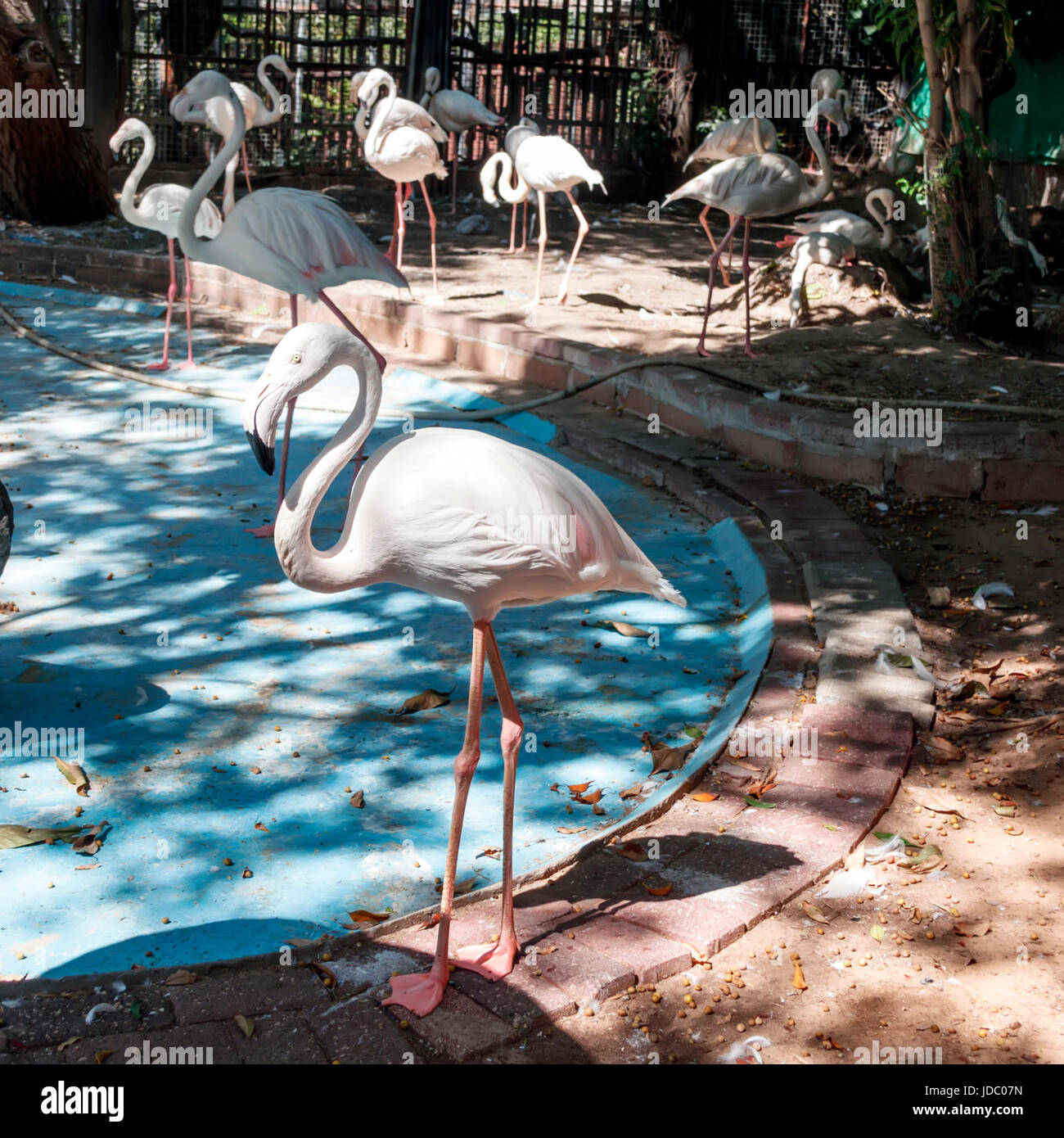 Flamingo field hi-res stock photography and images - Alamy