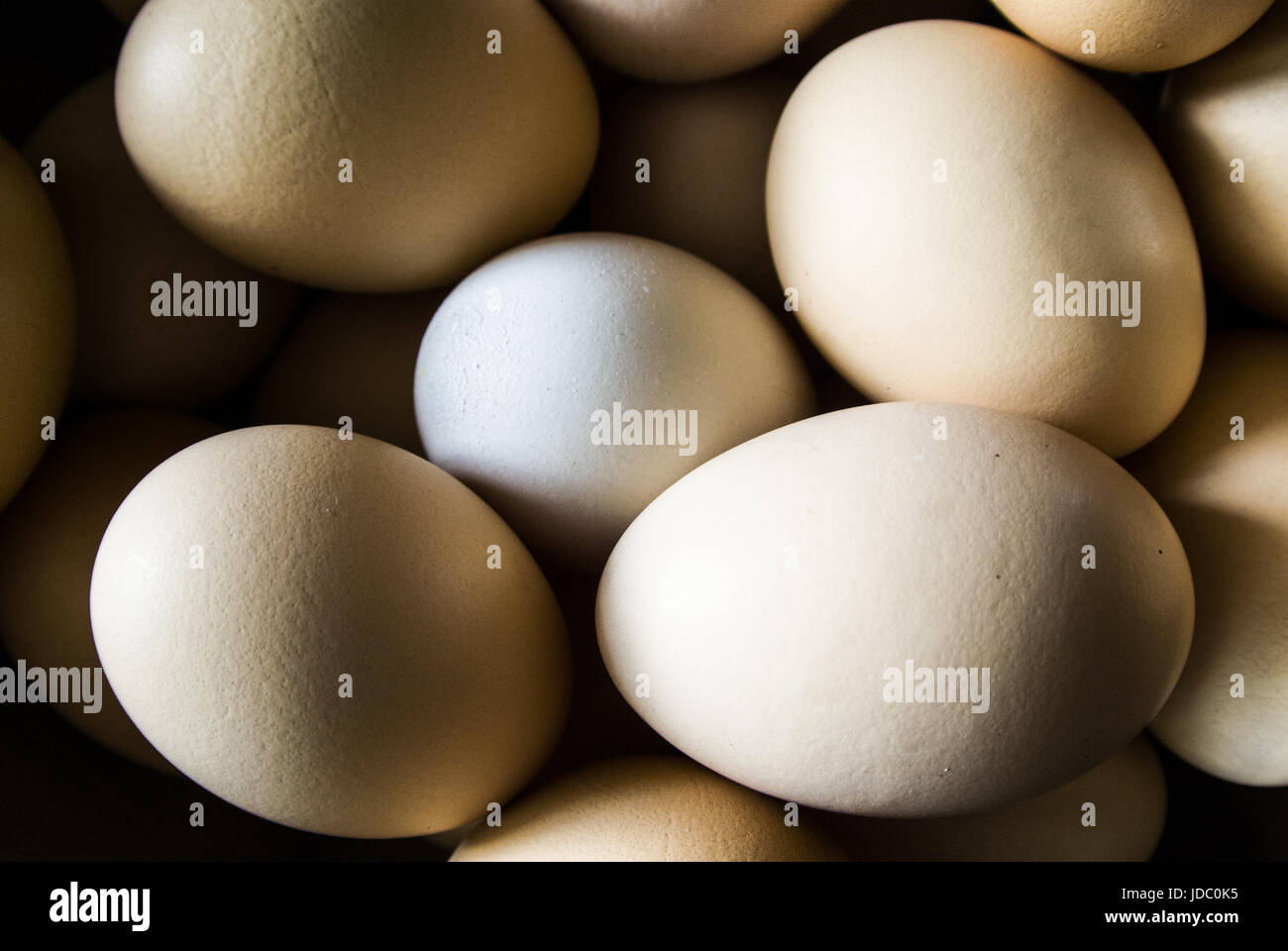 Hen pic hi-res stock photography and images - Alamy