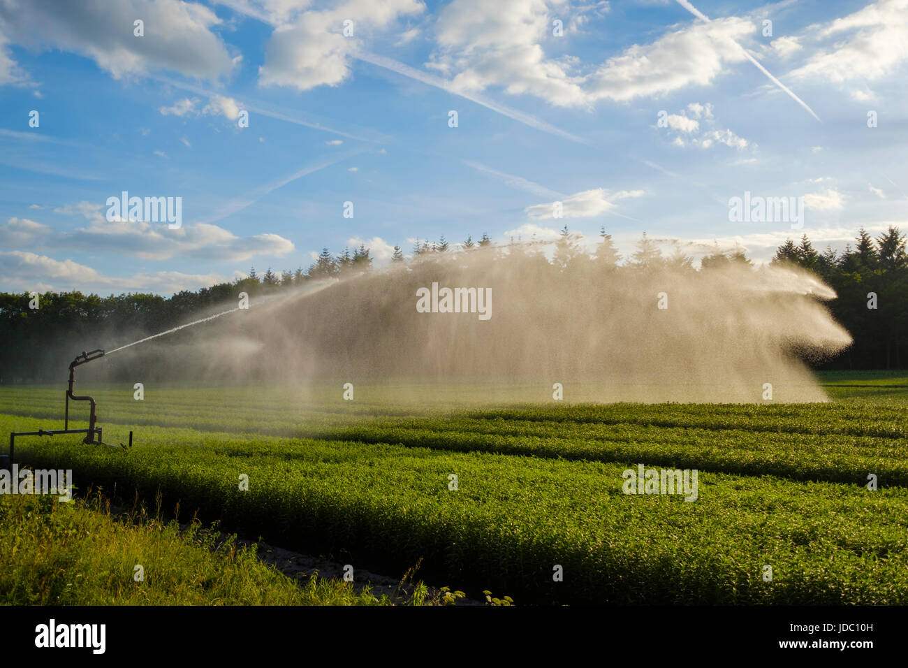 Crop spraying with a water cannon sprinkler ensures a proper ...