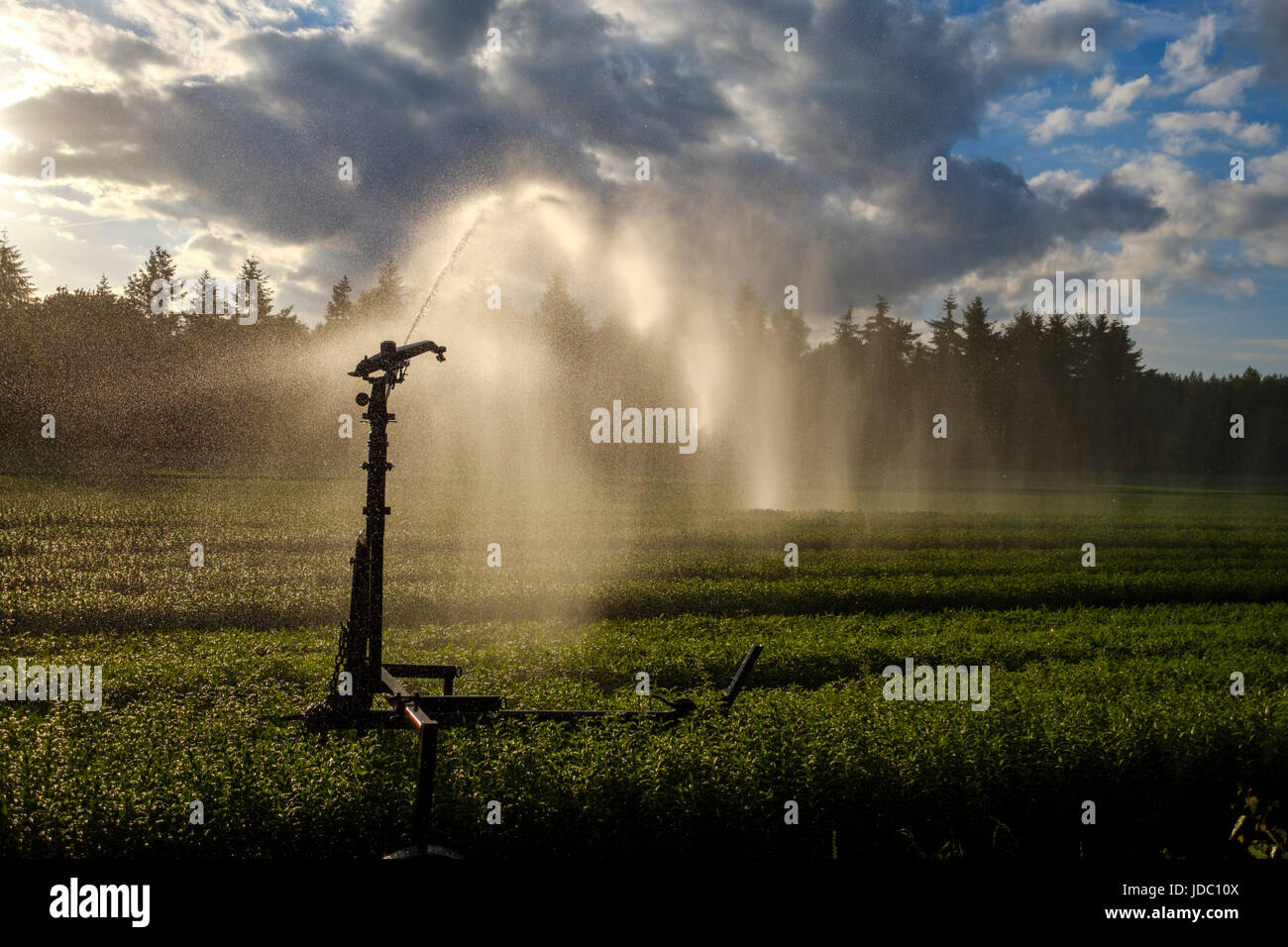Crop spraying with a water cannon sprinkler ensures a proper ...