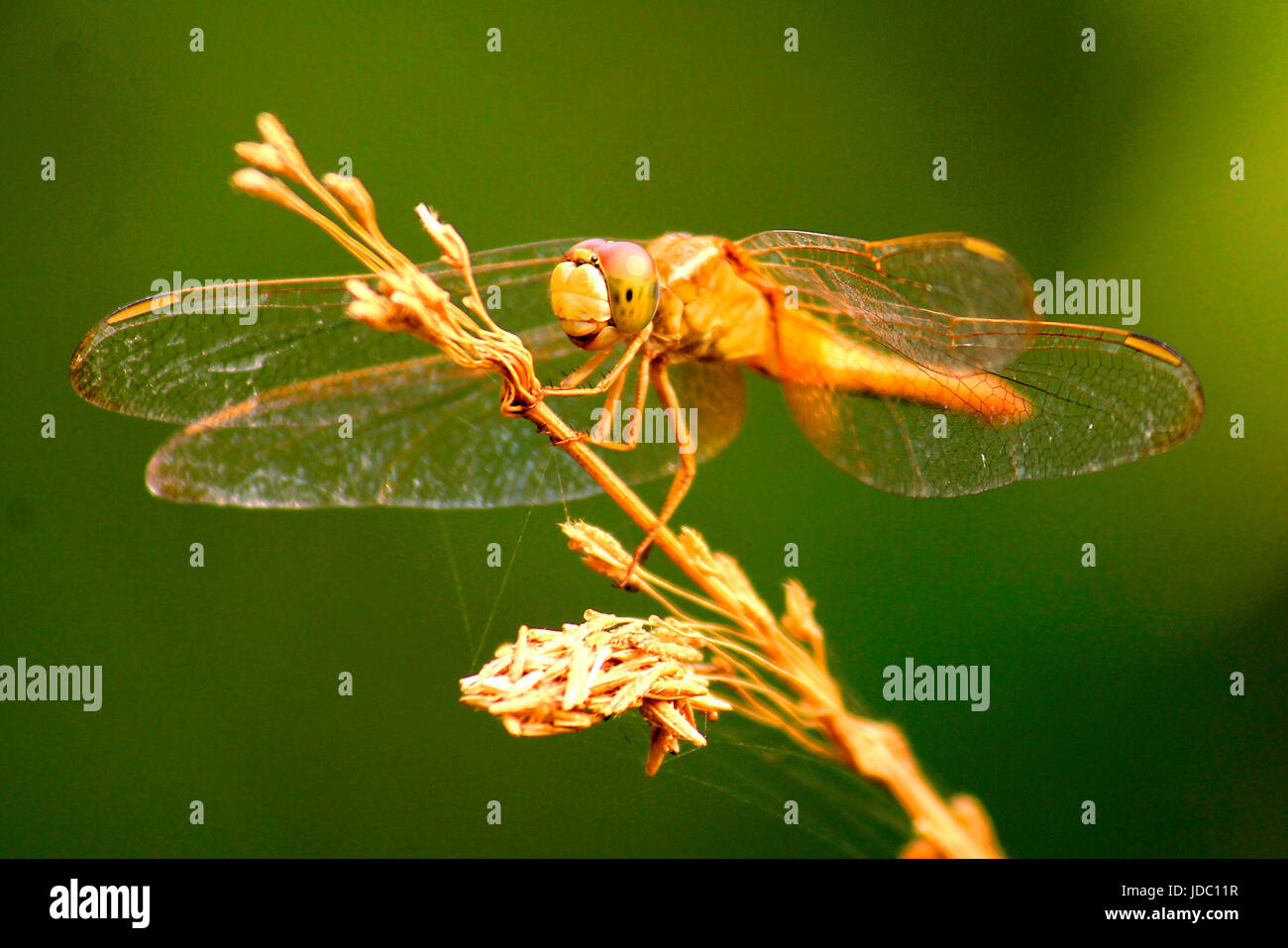 A orange dragonfly resting of plant Stock Photo - Alamy