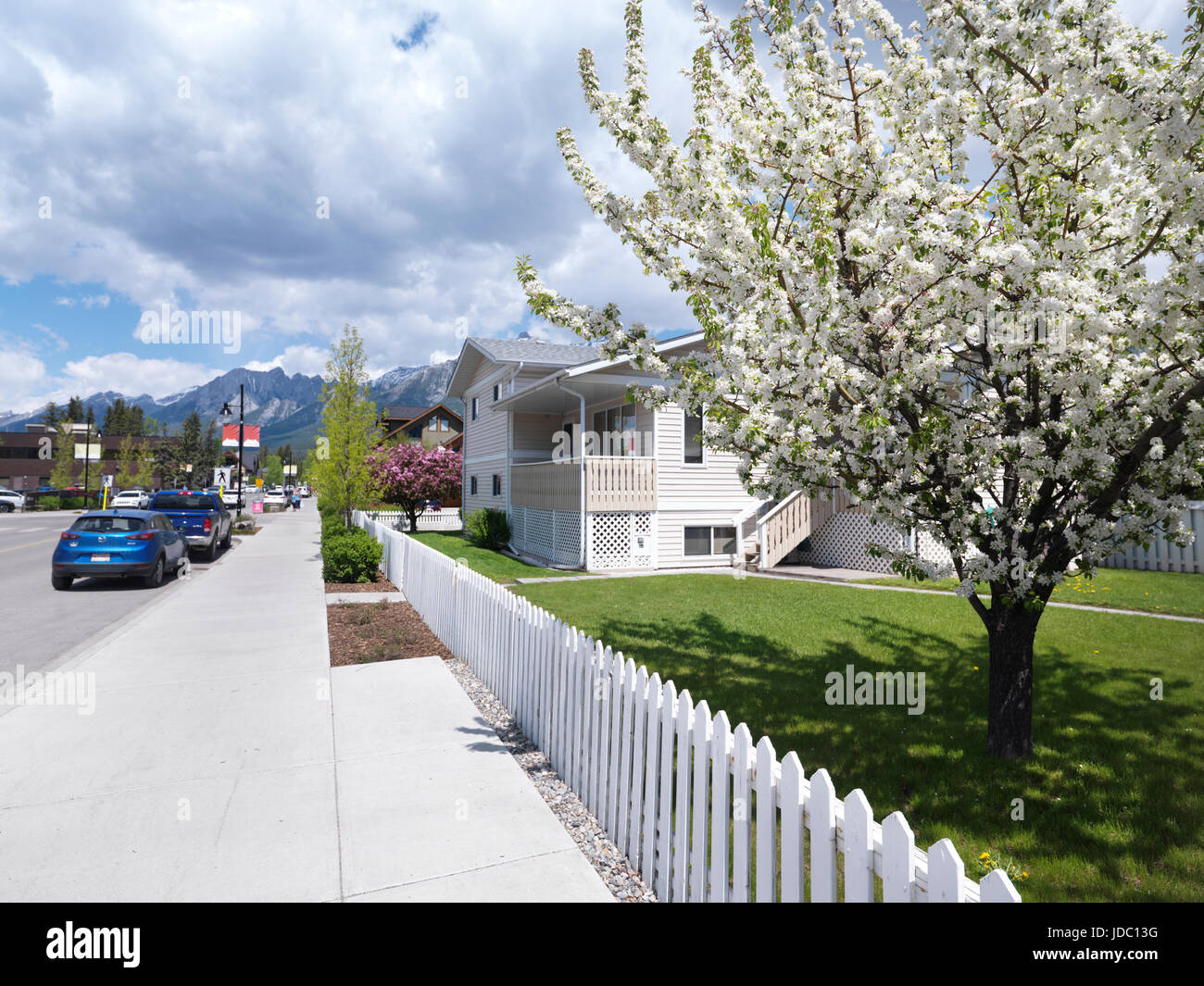 Springtime city scenery of blooming trees in Canmore, town in Alberta ...