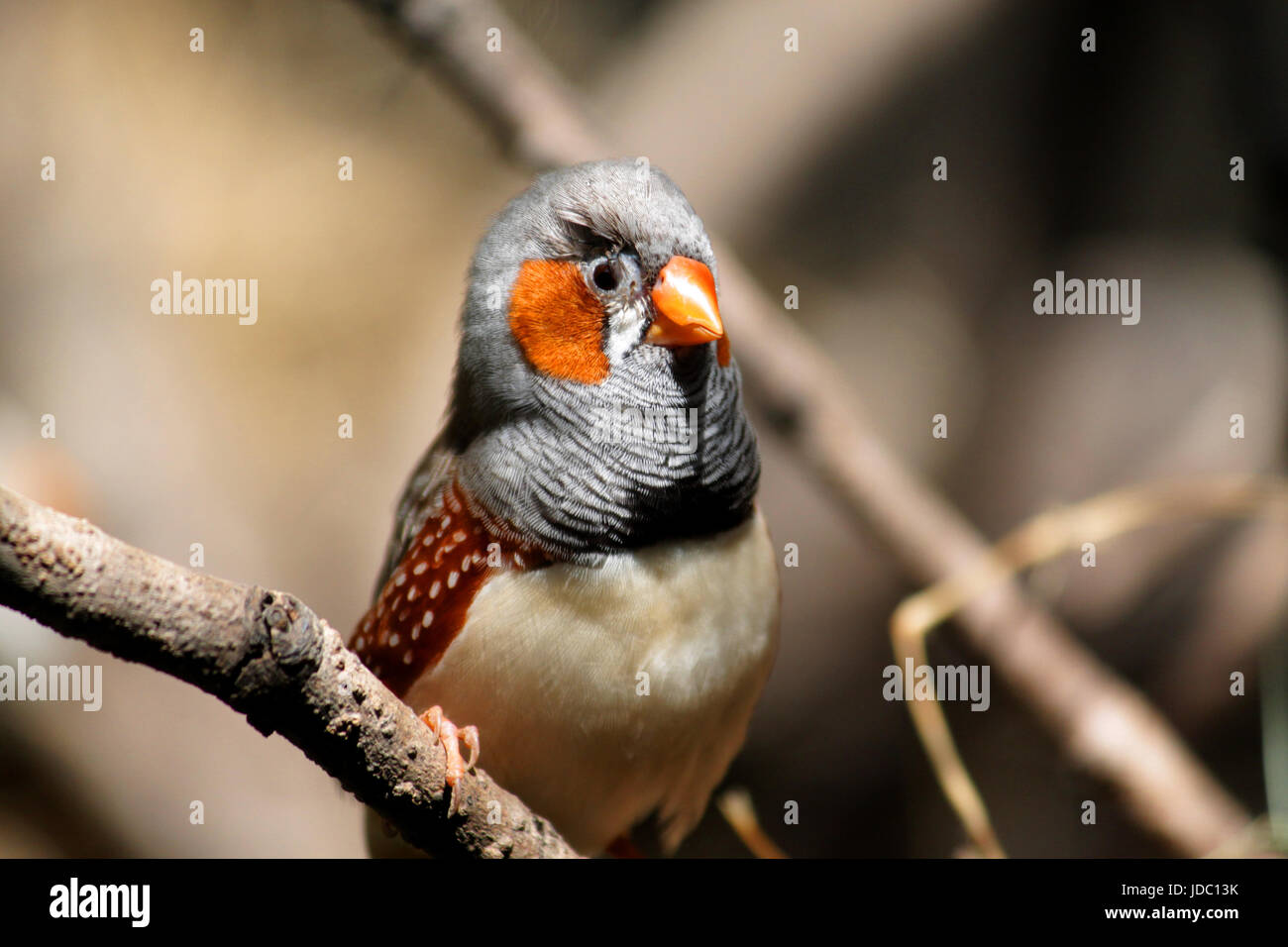 A Australian zebra finch a chronobiology and biology model organism ...