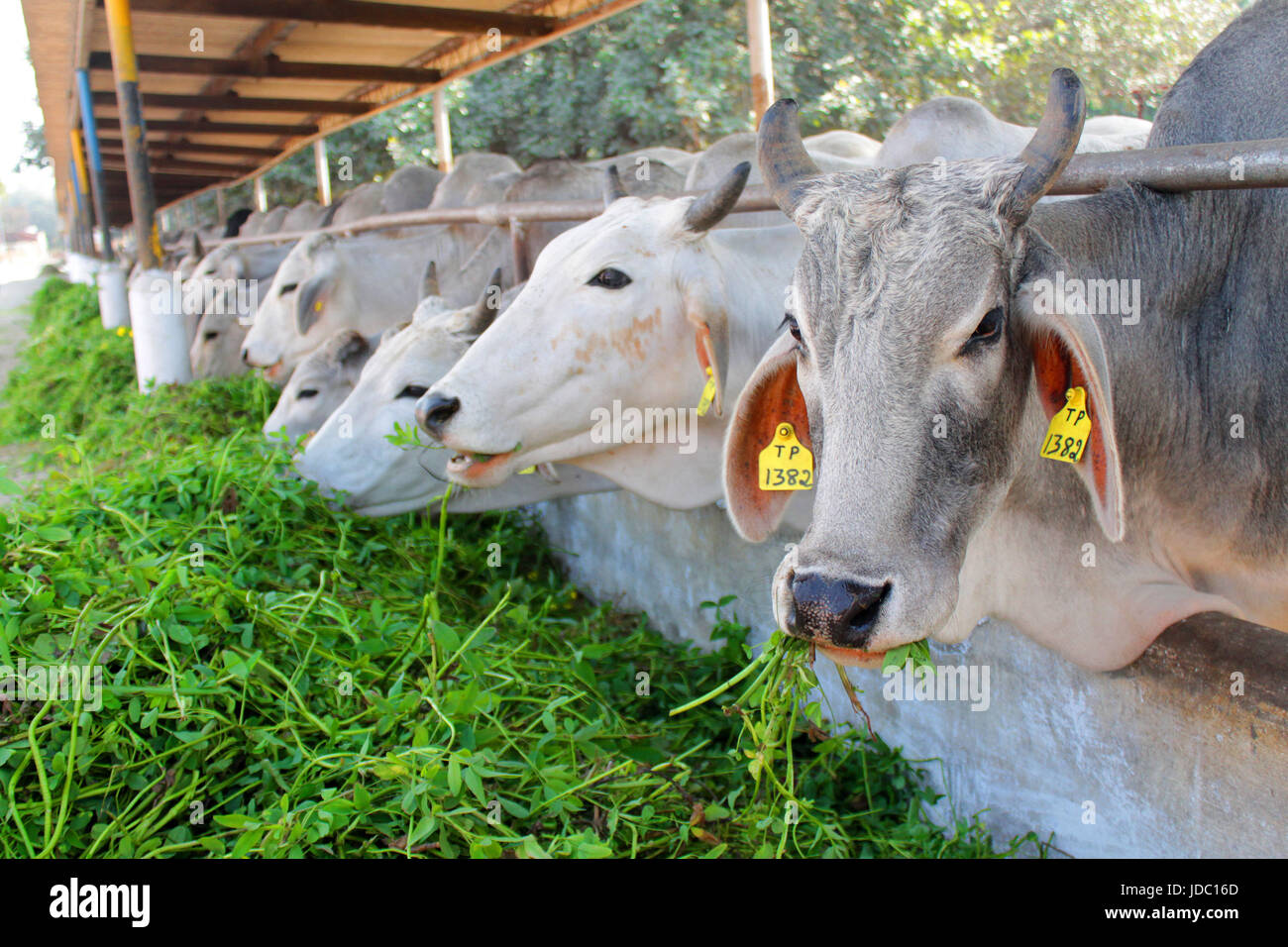 Productive cattle hi-res stock photography and images - Alamy