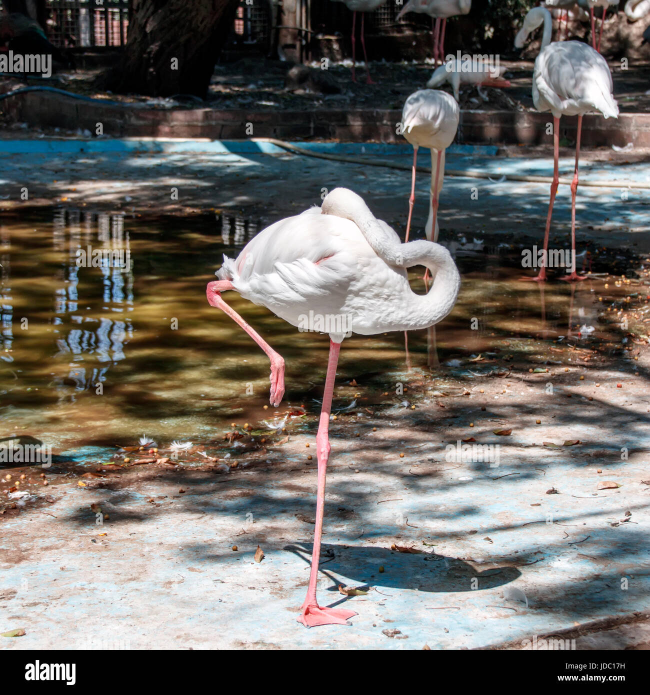 Big and beautiful bird Rose flamingo in a zoo Stock Photo - Alamy