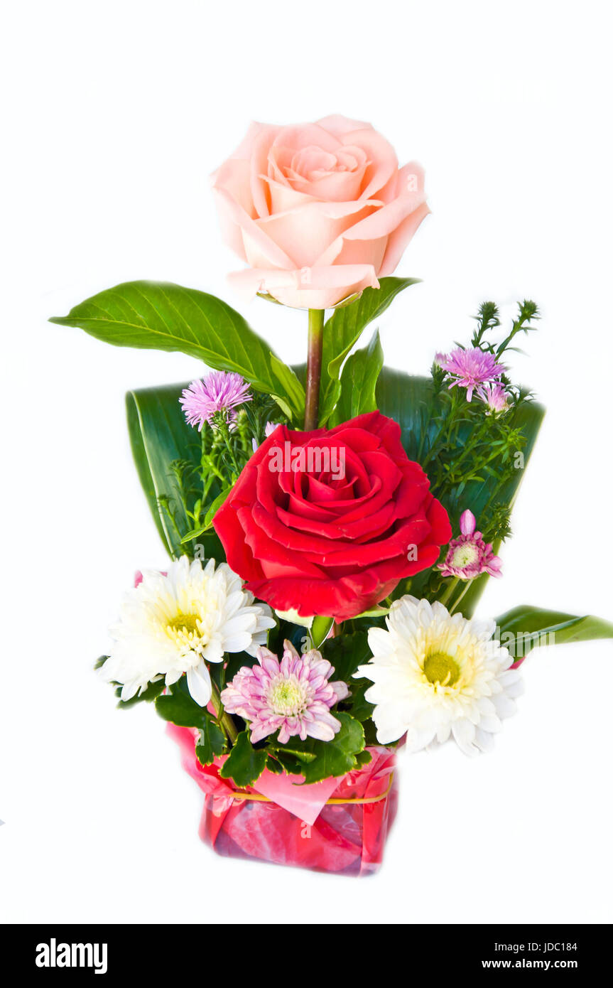 orange and red rose on white background Stock Photo - Alamy