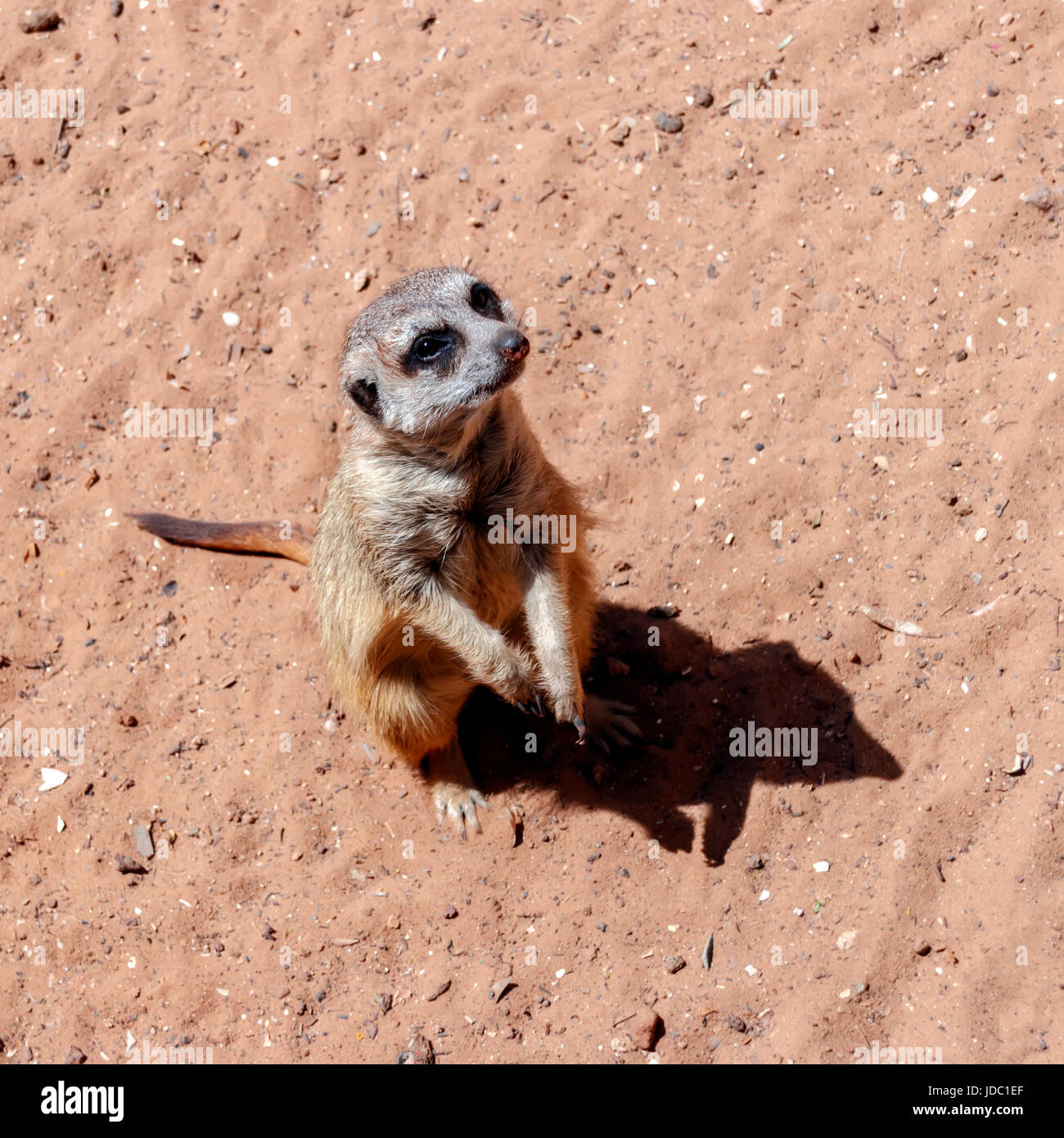 Surikat stands on the sand in the zoo Stock Photo - Alamy
