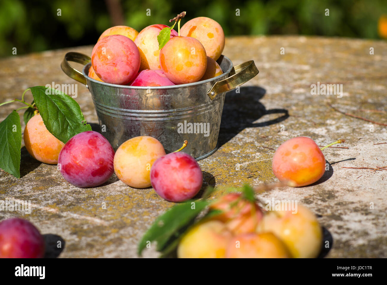 Delicious fresh raw plums fruits from the farm Stock Photo - Alamy