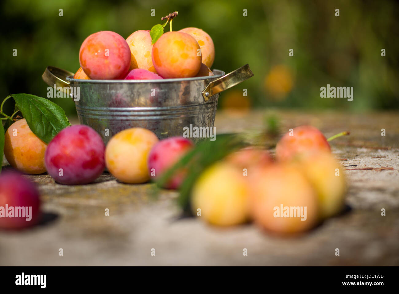 Delicious fresh raw plums fruits from the farm Stock Photo - Alamy
