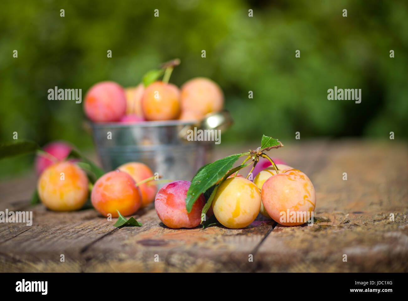 Delicious fresh raw plums fruits from the farm Stock Photo - Alamy