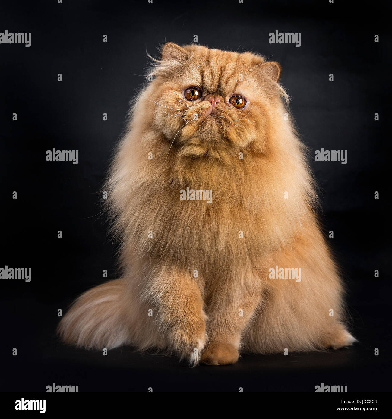 Dark Red Persian Cat