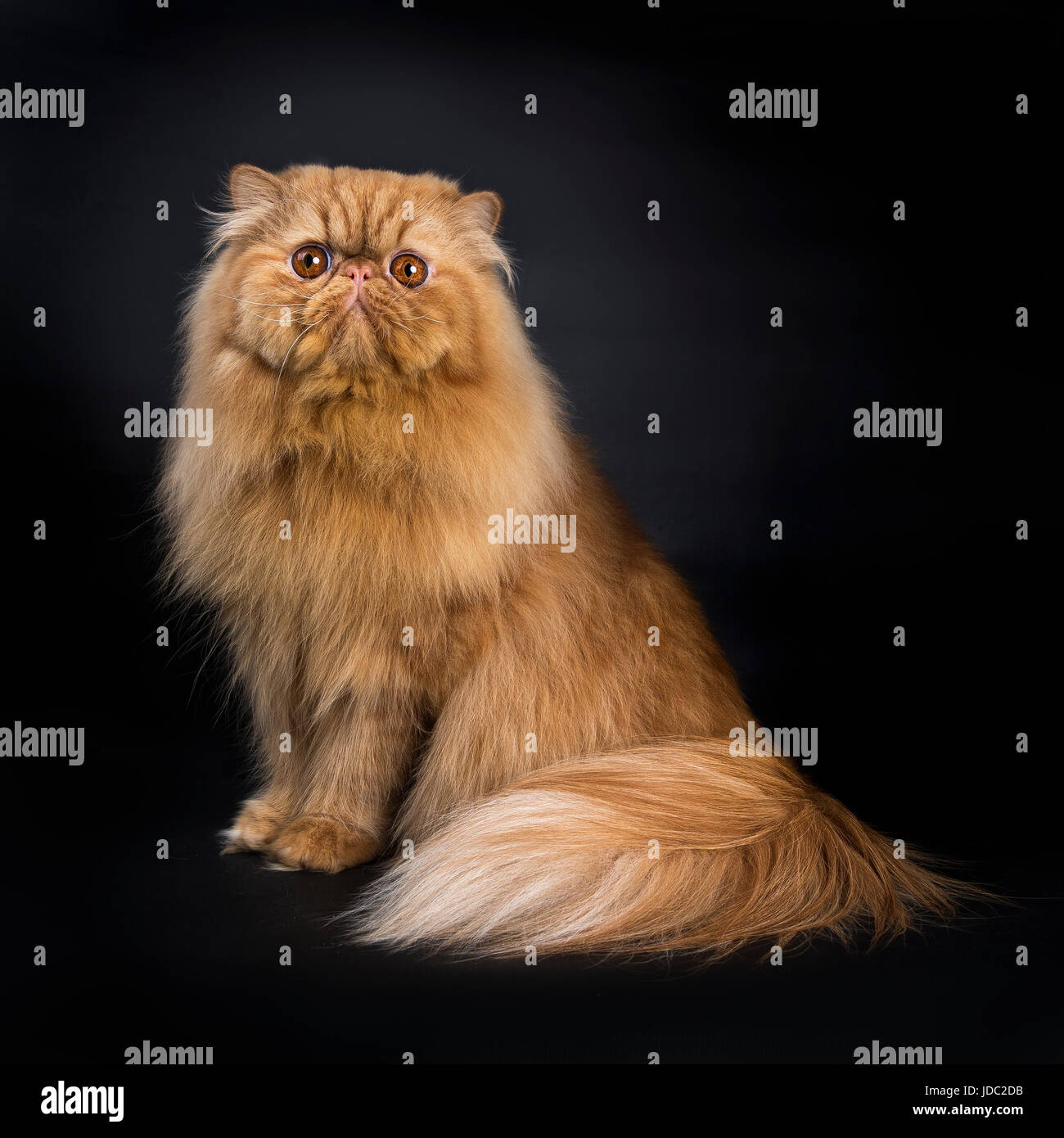 Red persian cat hi-res stock photography and images - Alamy