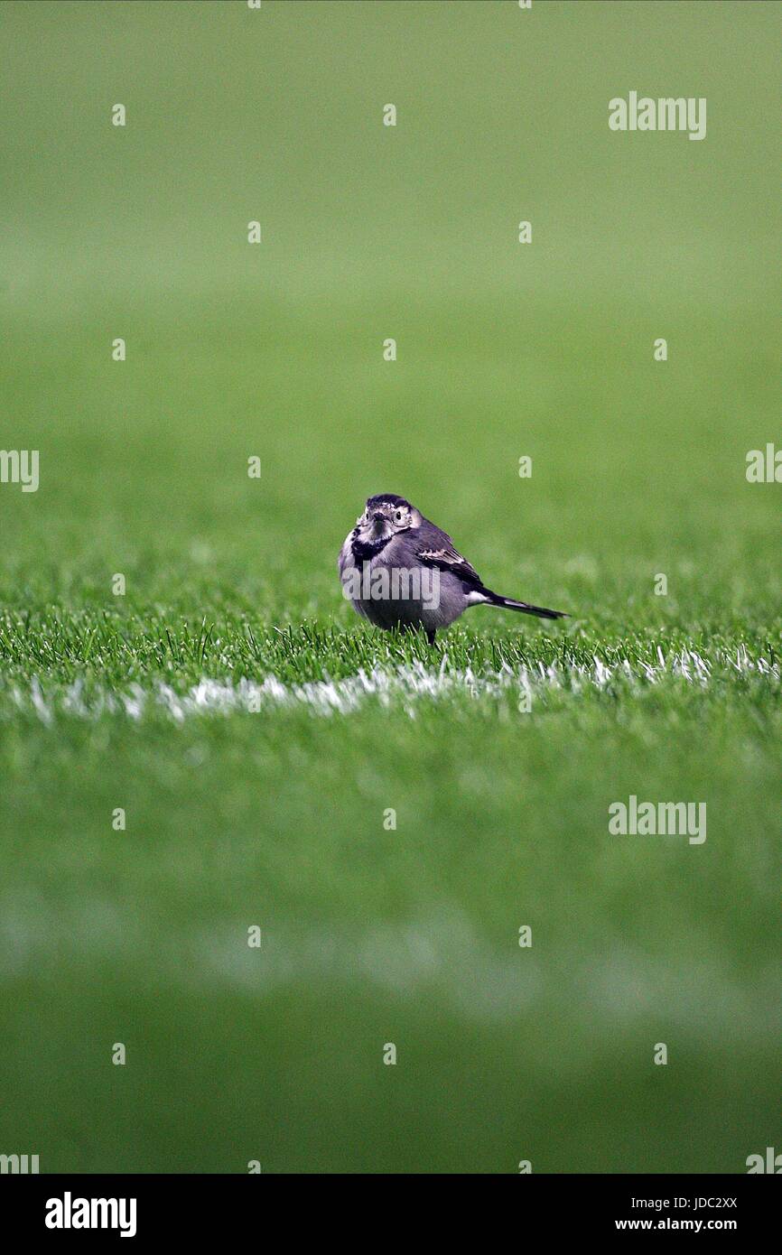 SMALL BIRD ON FOOTBALL PITCH BIRD ON FOOTBALL PITCH EMIRATES STADIUM ...