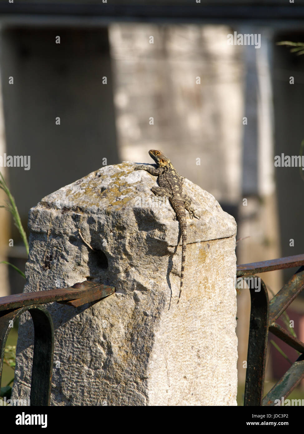 Lizard on stone pillar in Corfu Town, Kerkyra, Greece Stock Photo - Alamy
