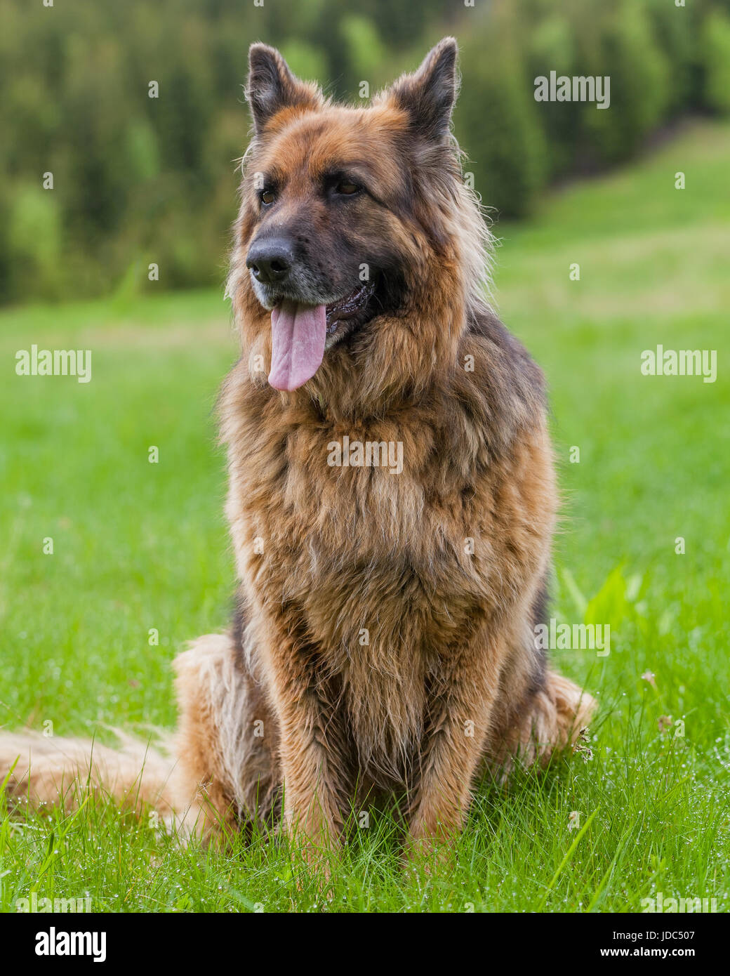 German Shepherd Female Adult Dog Looks Attentively In Retezat Mountains ...
