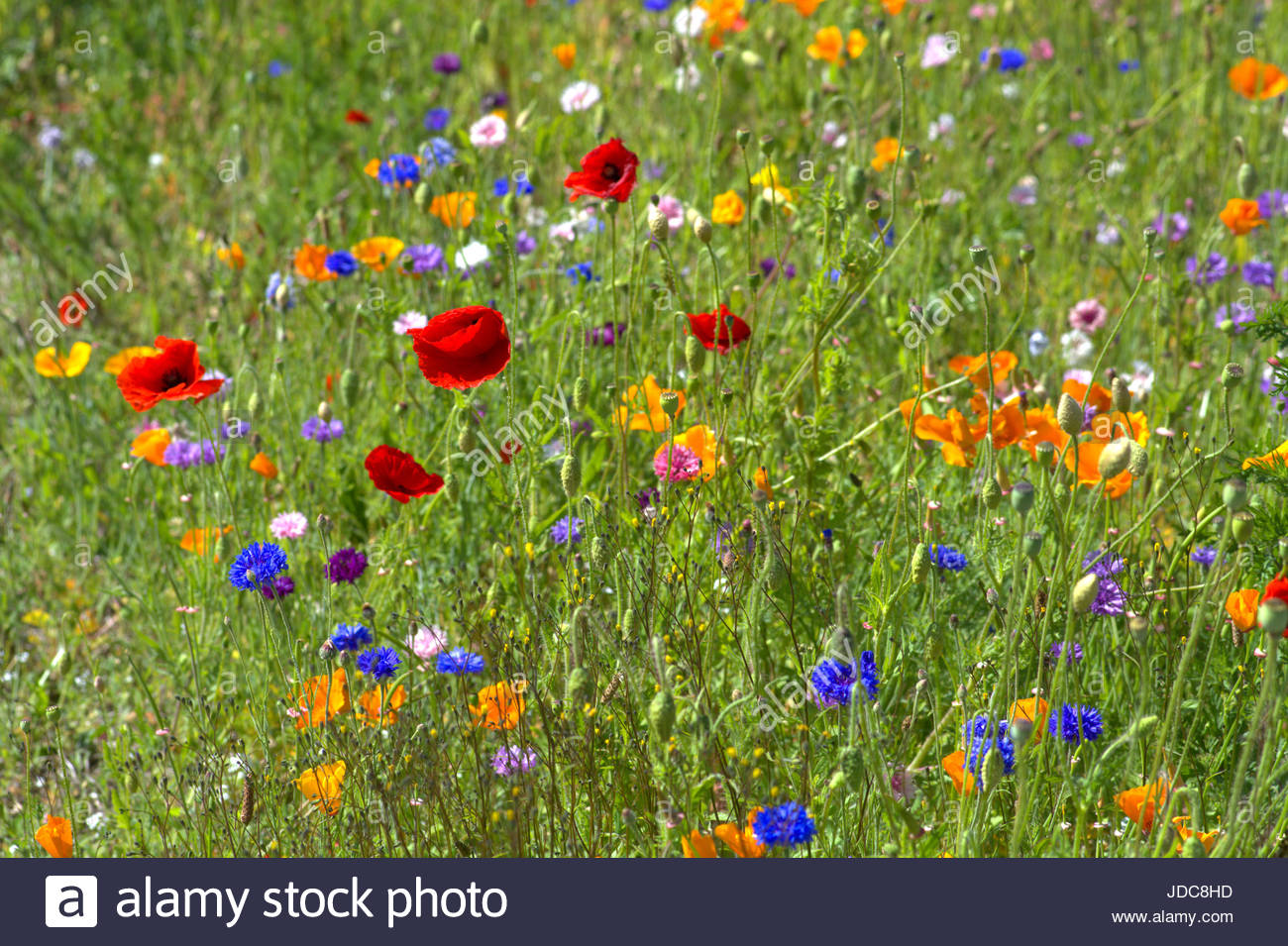 Blumenwiese Wiesenblumen Wildblumen Stock Photos & Blumenwiese ...