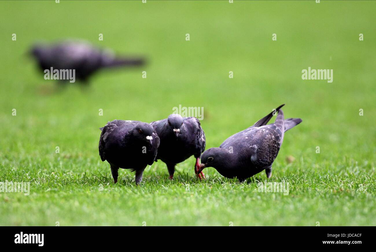 PIGEONS ON WEMBLEY PITCH WEMBLEY STADIUM WEMBLEY LONDON ENGLAND 26 July ...