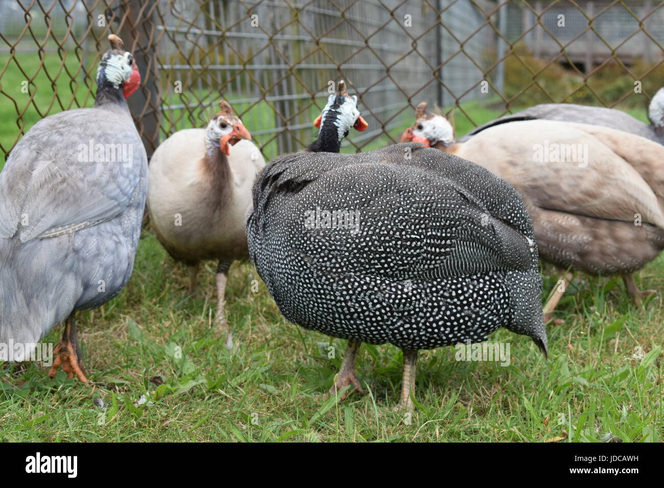 Birrds hi-res stock photography and images - Alamy