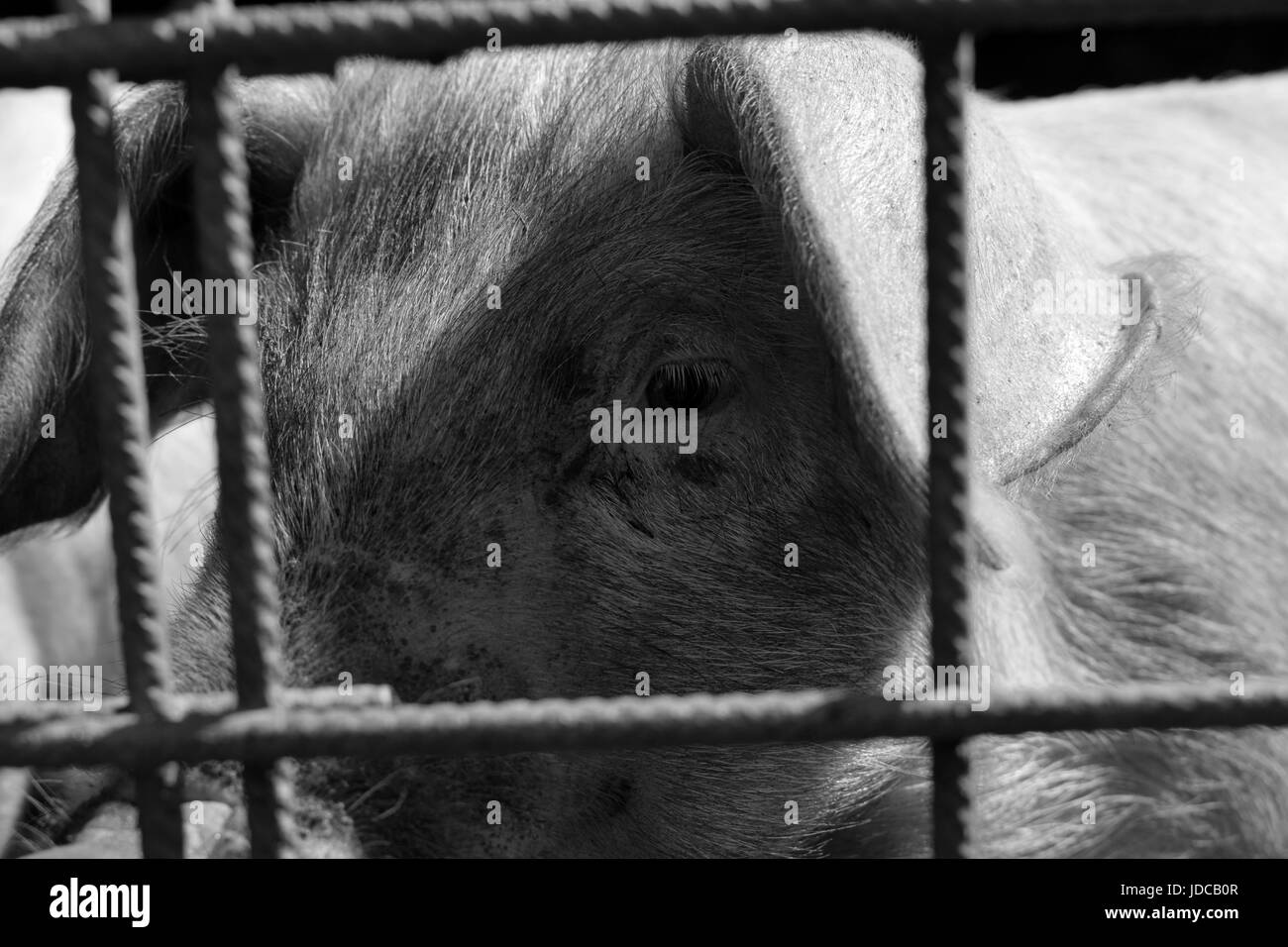 Cute iron gate Black and White Stock Photos & Images - Alamy